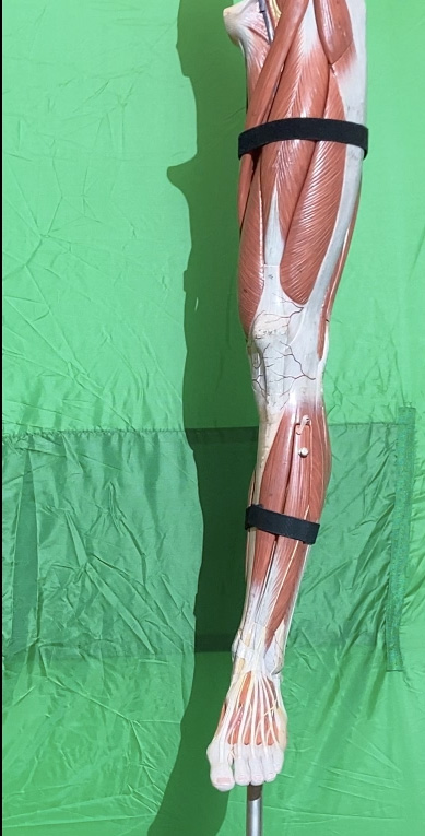 Muscle Models - Anatomy & Physiology