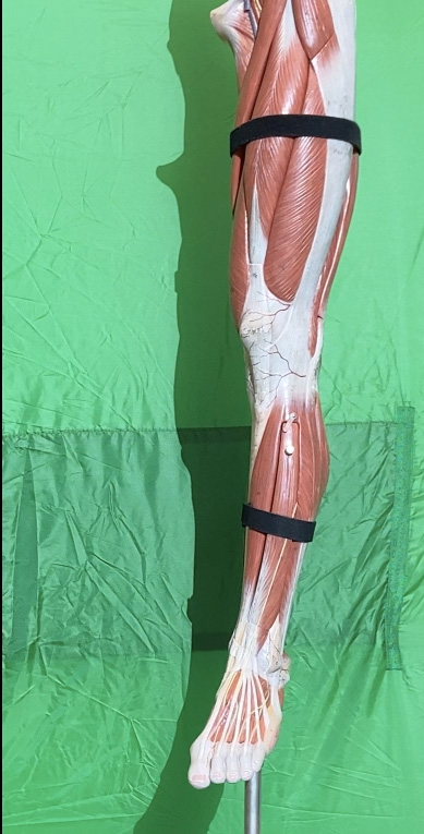 Muscle Models - Anatomy & Physiology