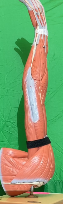 Muscle Models - Anatomy & Physiology